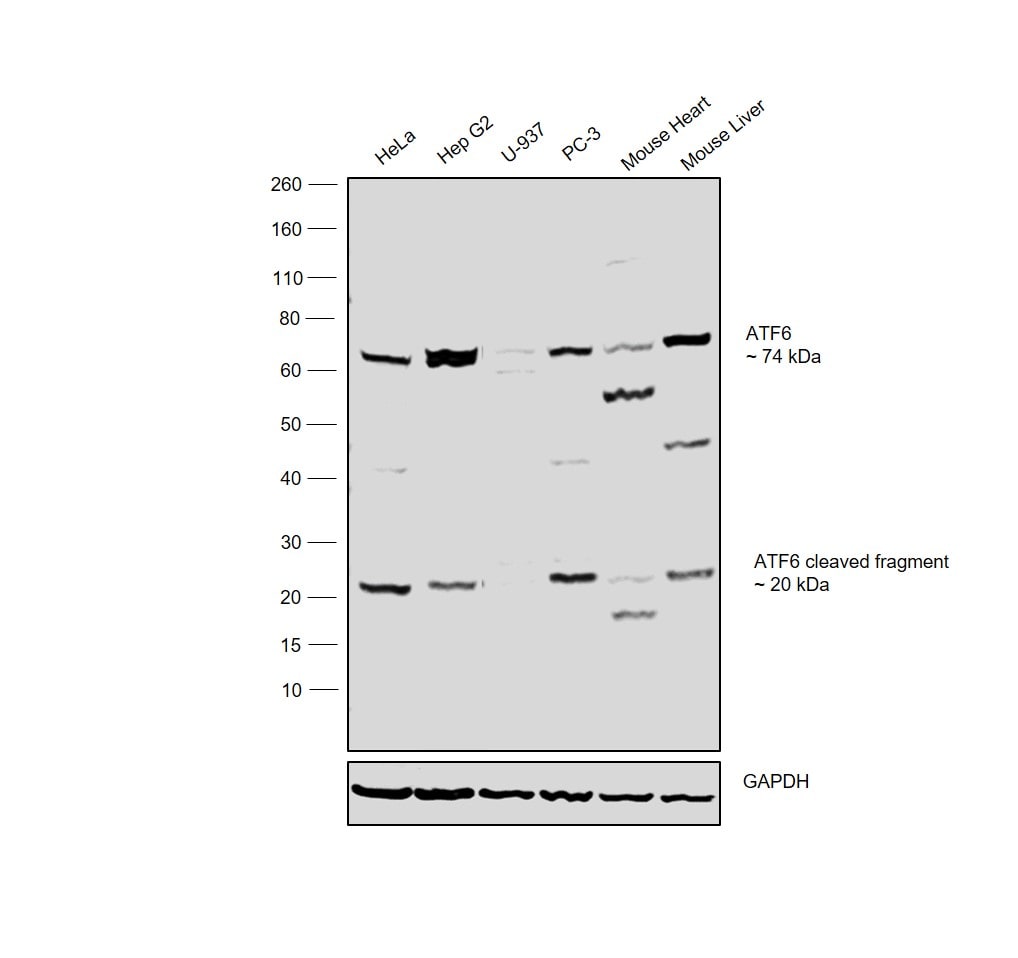 ATF6 Antibody (PA5-68556)