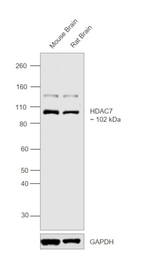 HDAC7 Antibody (PA5-68836)