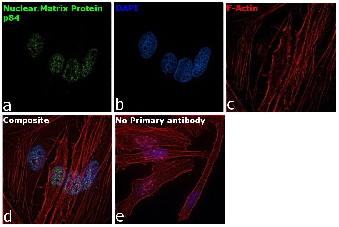 Nuclear Matrix Protein p84 Antibody (PA5-69083)