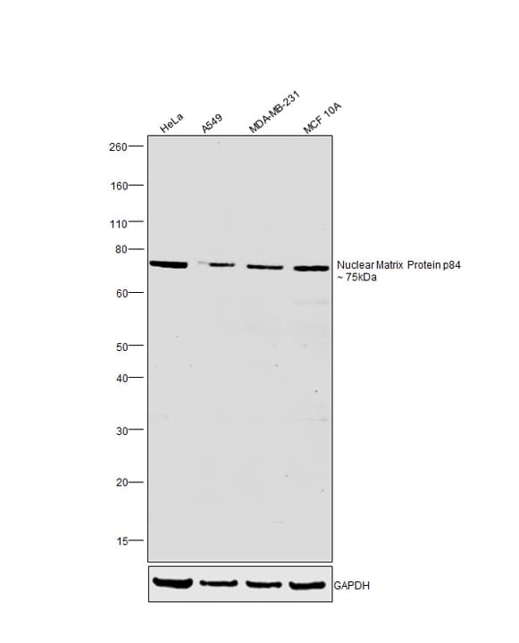 Nuclear Matrix Protein p84 Antibody (PA5-69083)