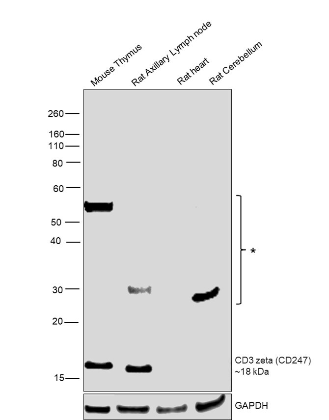 CD3 zeta (CD247) Antibody (PA5-70421)