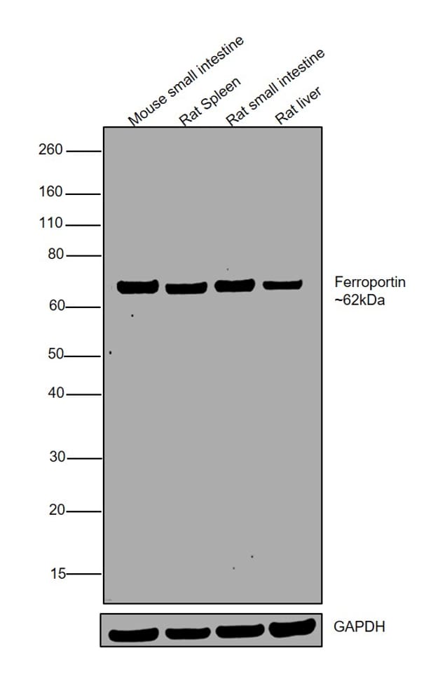 Ferroportin Antibody (PA5-77470)
