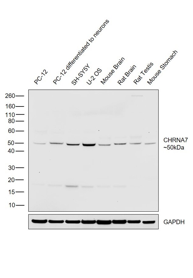 CHRNA7 (extracellular) Antibody (PA5-77505)