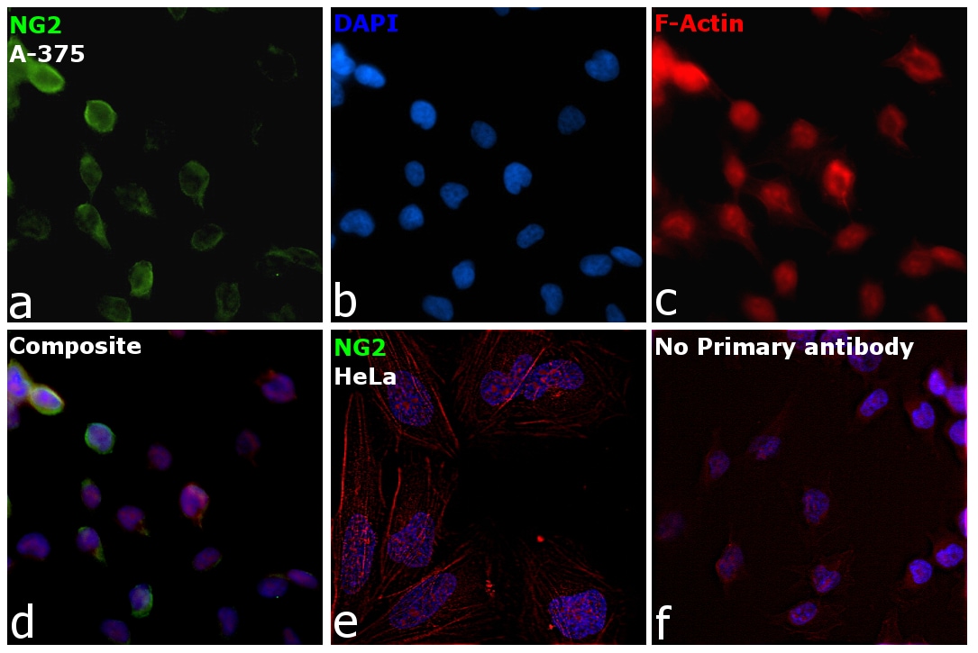 NG2 Antibody (PA5-77928)