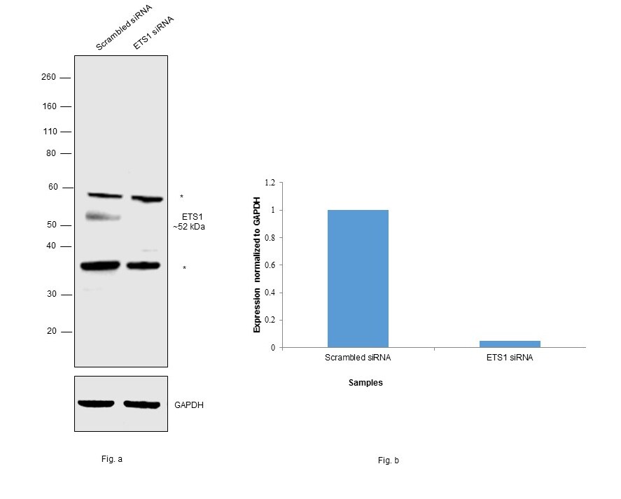 ETS1 Antibody (PA5-77974)