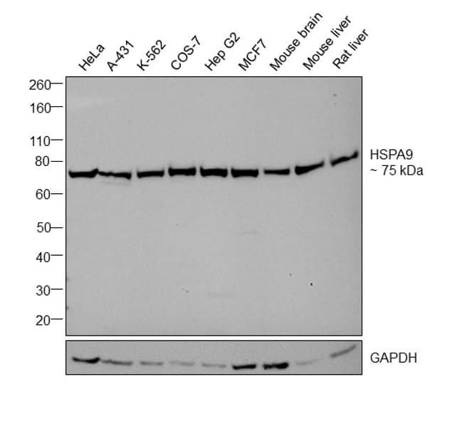 HSPA9 Antibody (PA5-78009)