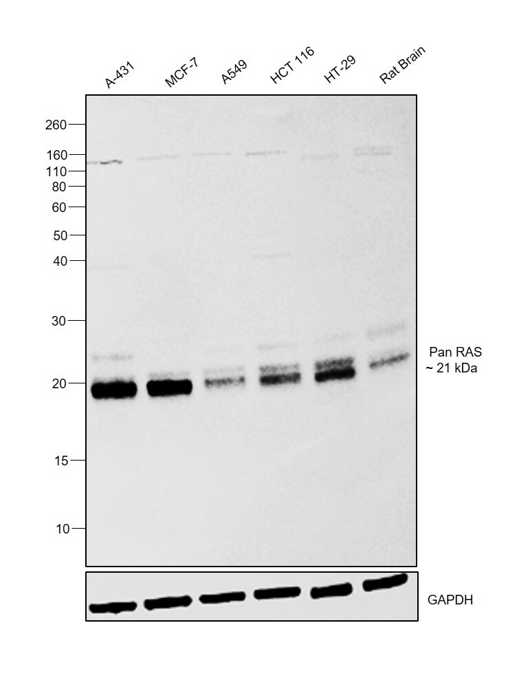 Pan Ras Antibody (PA5-78035)