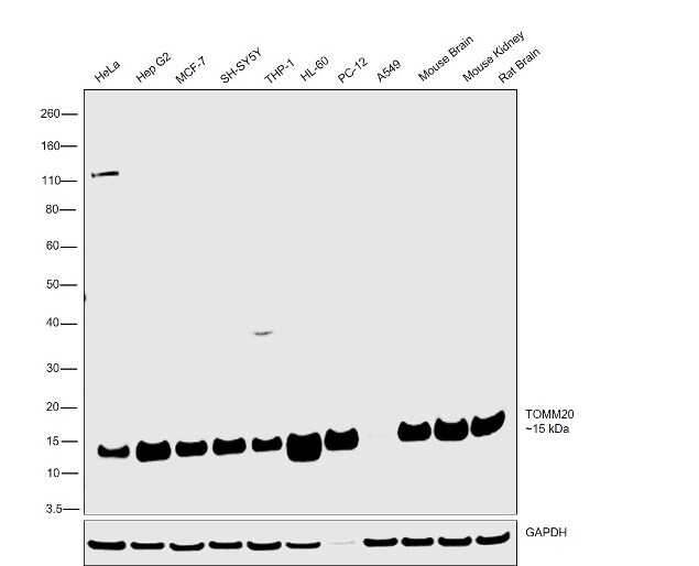 TOMM20 Antibody (PA5-78300)