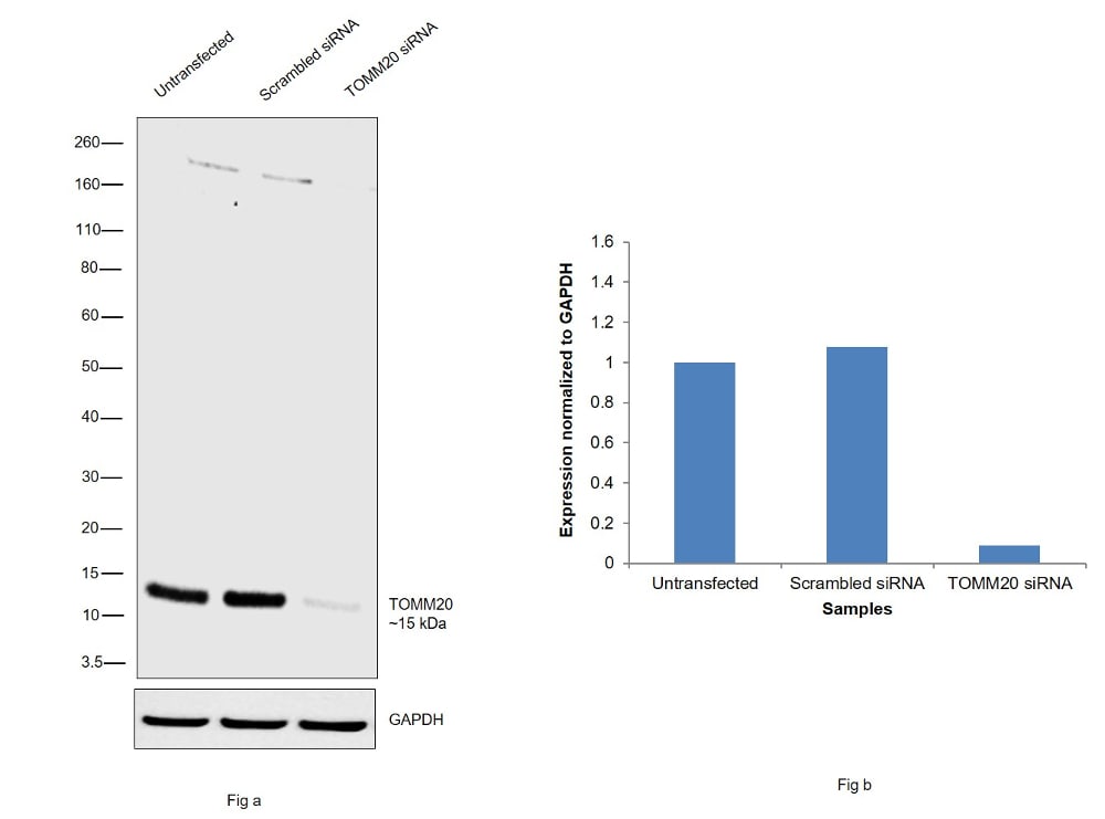 TOMM20 Antibody (PA5-78300)