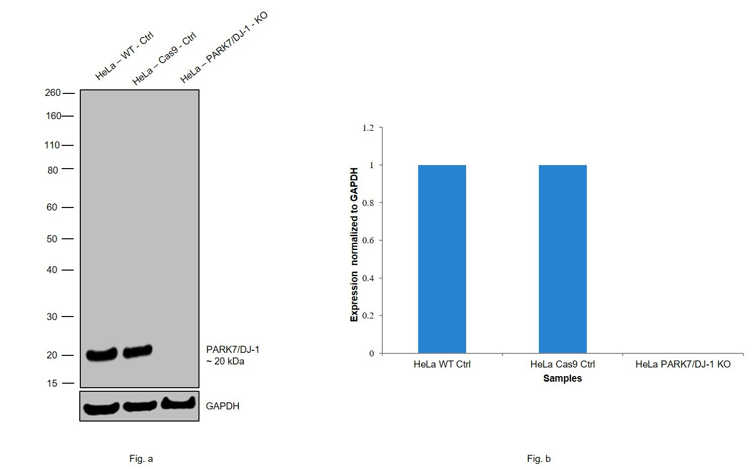 DJ-1 Antibody (PA5-78362)