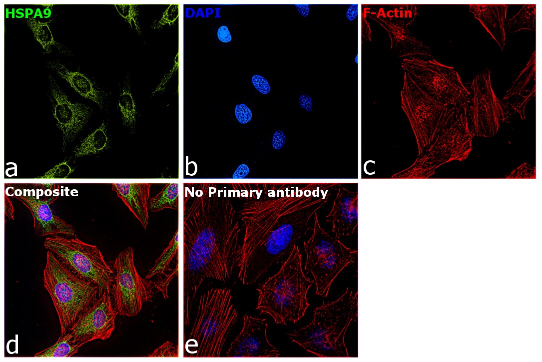 HSPA9 Antibody (PA5-78390)