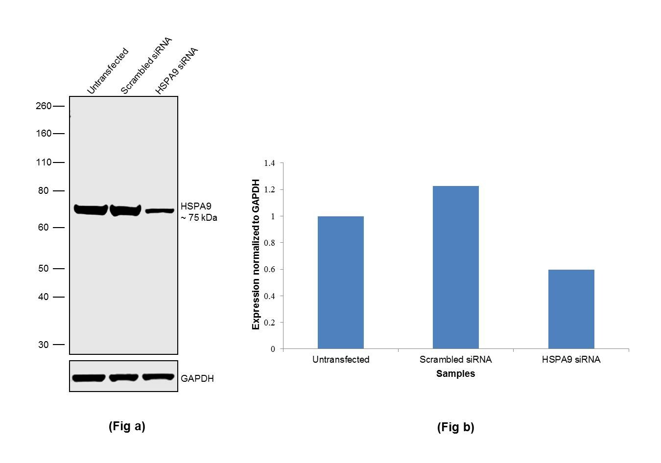 HSPA9 Antibody (PA5-78390)