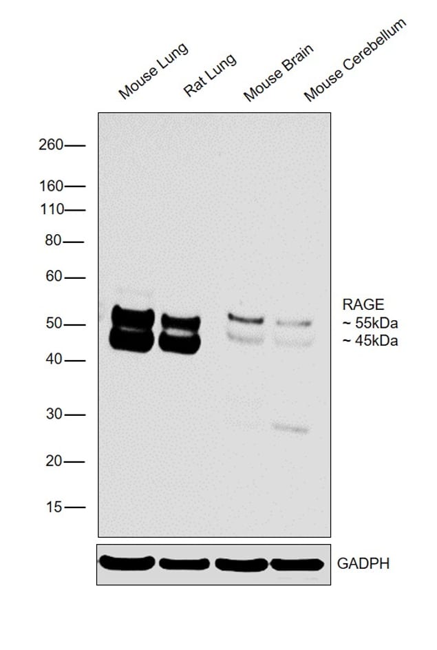 RAGE Antibody (PA5-78736)