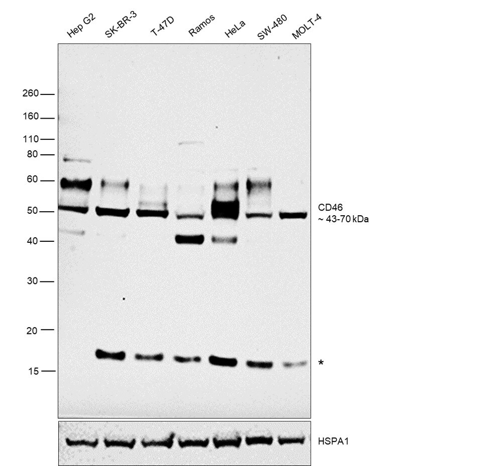 CD46 Antibody (PA5-78985)