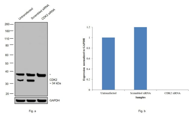 CDK2 Antibody (PA5-79024)