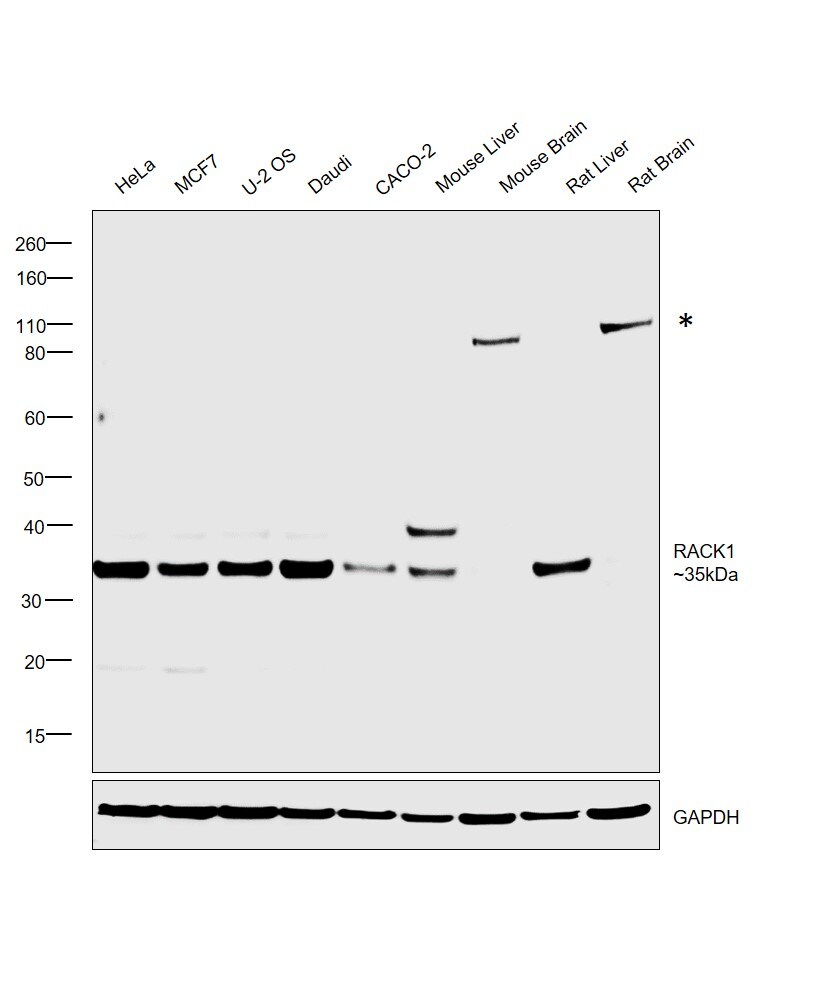 RACK1 Antibody (PA5-79319)