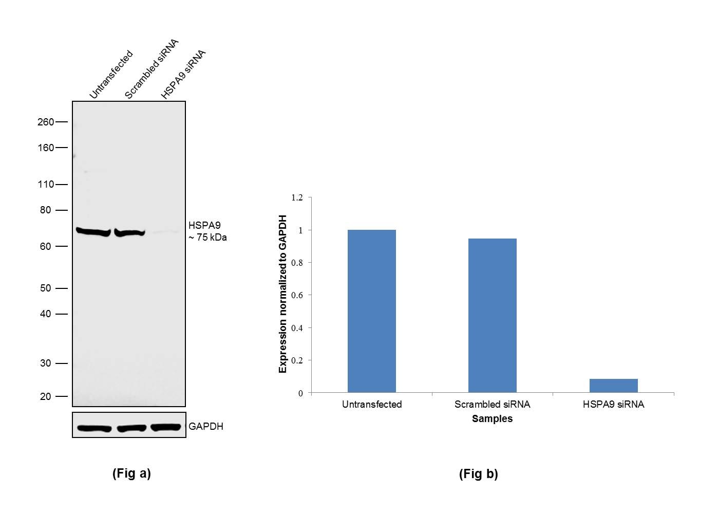 HSPA9 Antibody (PA5-79409)