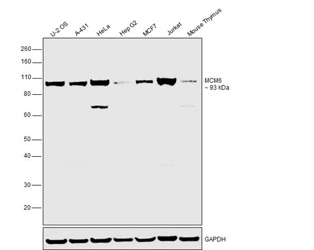 MCM6 Antibody (PA5-79649)