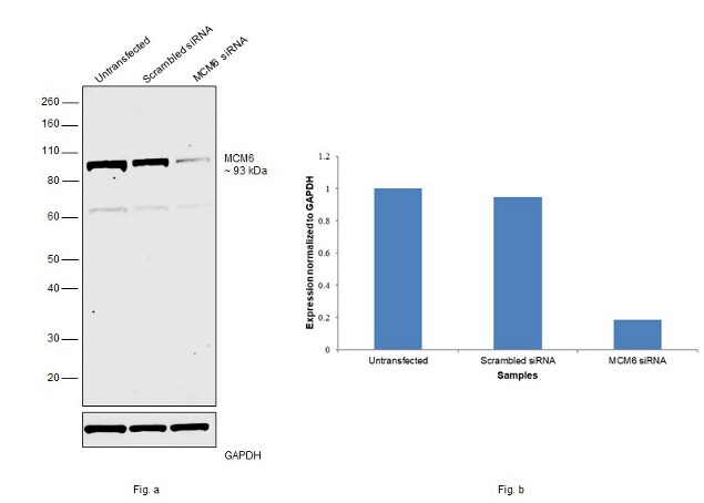 MCM6 Antibody (PA5-79649)
