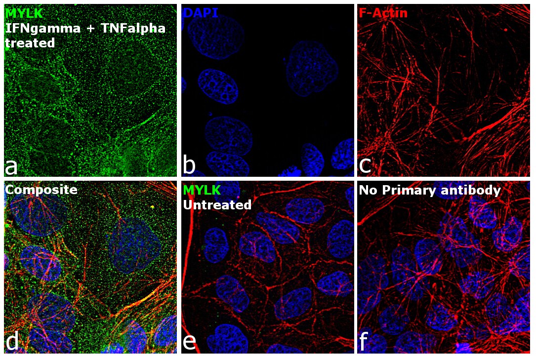 MYLK Antibody (PA5-79716)