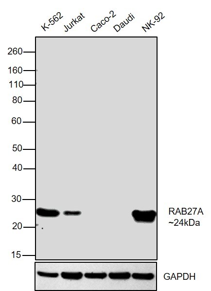 RAB27A Antibody (PA5-79904)