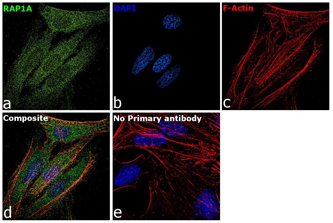 RAP1A Antibody (PA5-79914)