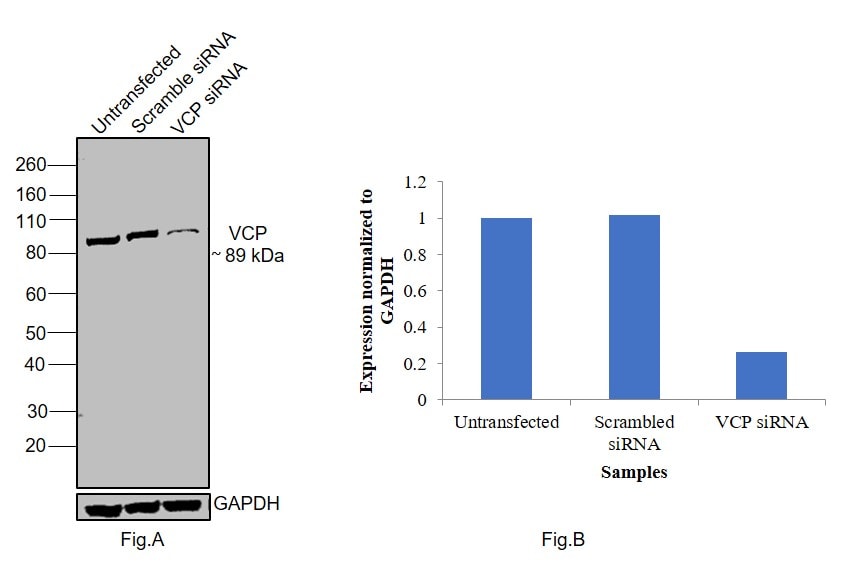 VCP Antibody (PA5-80217)