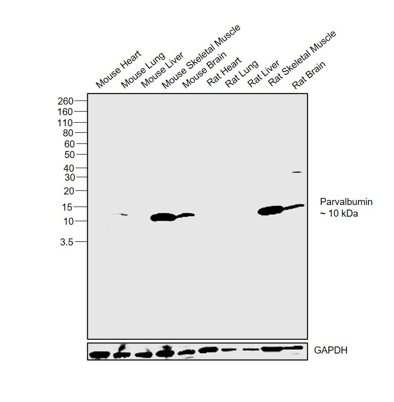 Parvalbumin Antibody (PA5-96209)
