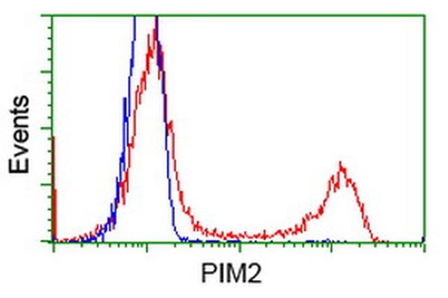 PIM2 Antibody (TA501062)