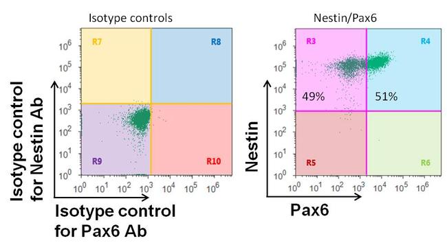 PAX6 Antibody (42-6600)