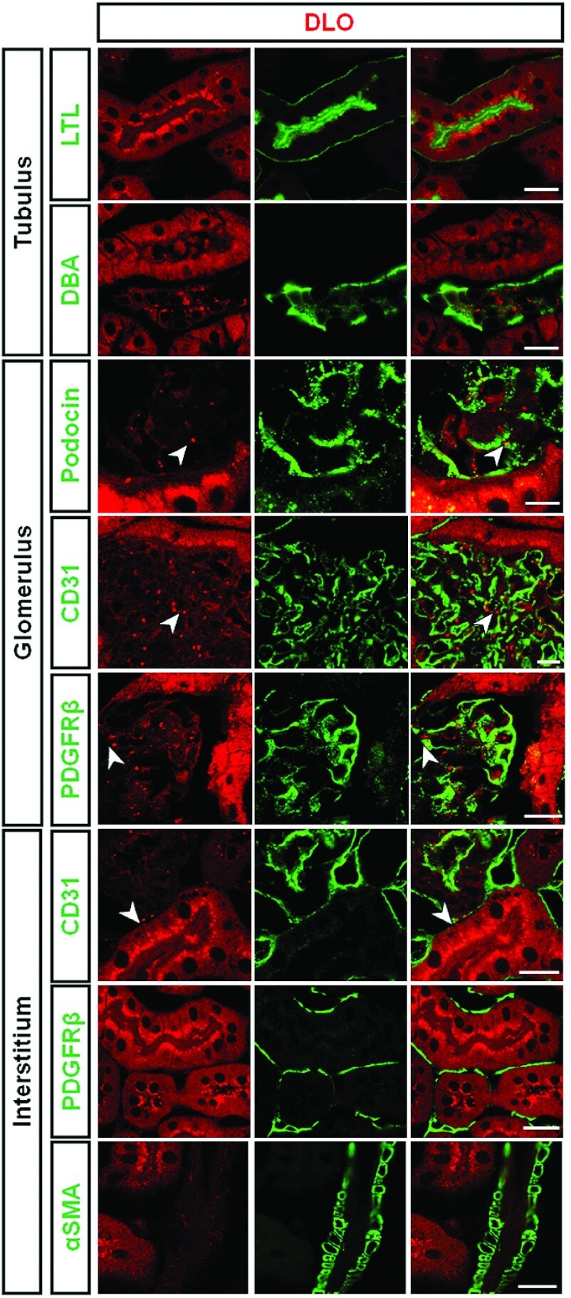 Anti-CD31 (PECAM-1) Antibodies | Invitrogen