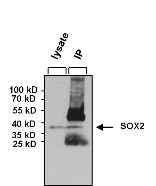 SOX2 Antibody (PA1-094)