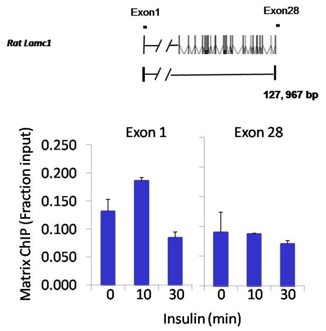 STAT3 Antibody (MA1-13042)