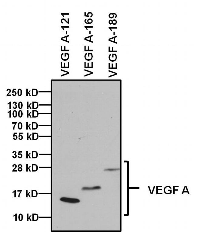 VEGF Antibody (M808)