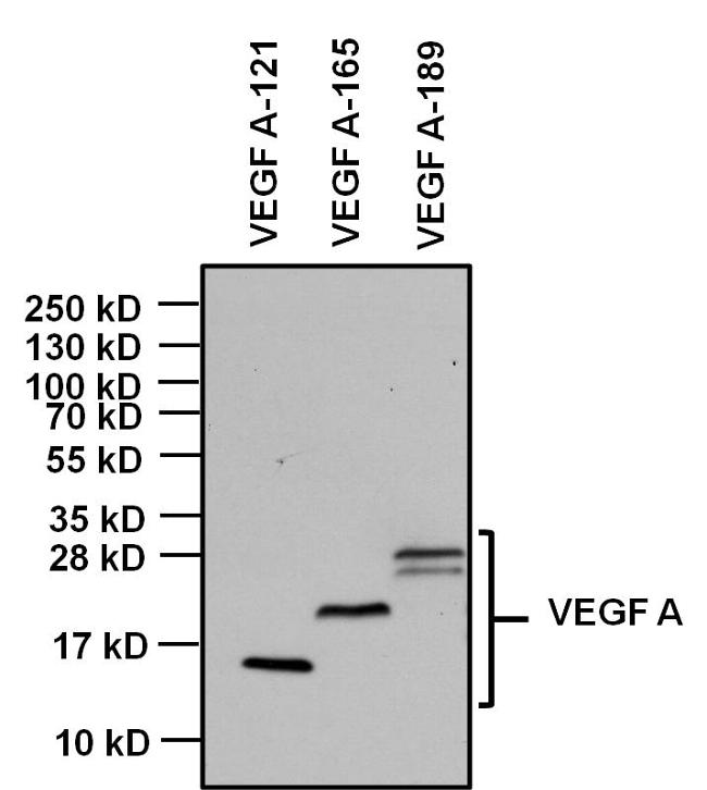 VEGF Antibody (MA5-12184)