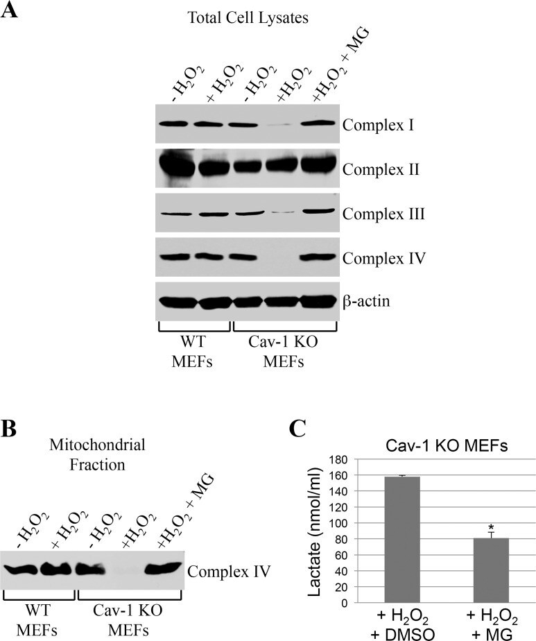 OxPhos Complex IV subunit IV Antibody (A21348)