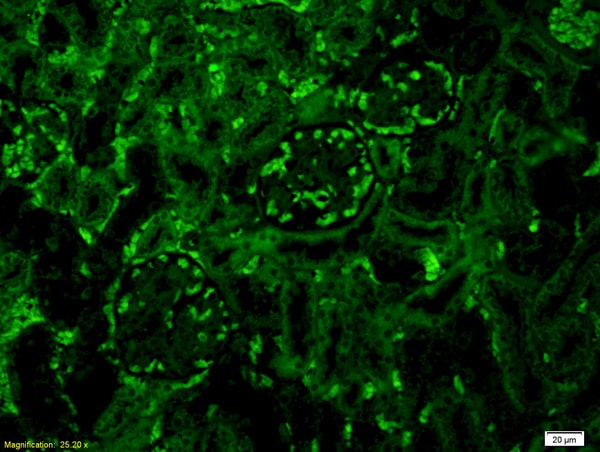 Complement C3 Antibody (BS-2934R)