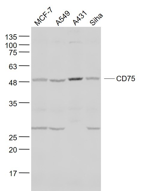 CD75 Antibody (BS-3793R)