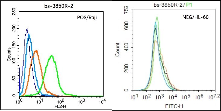 BCMA/CD269 Antibody (BS-3850R)