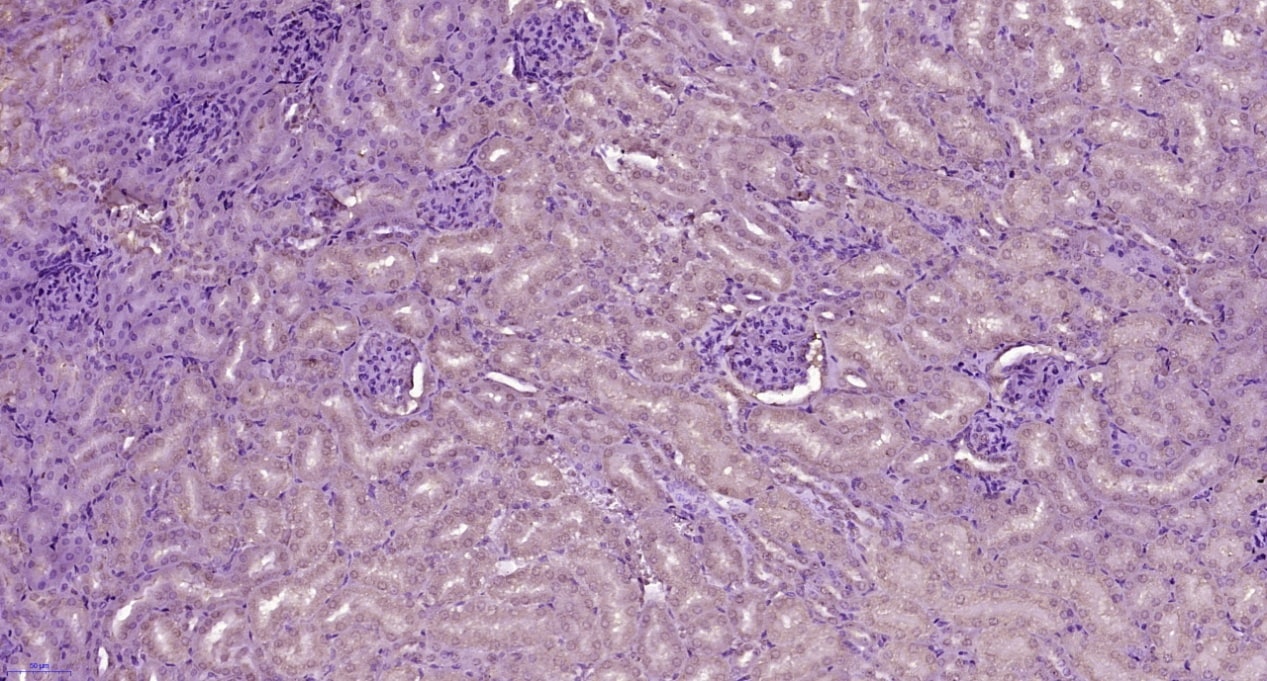 Complement C3d fragment Antibody (BS-4877R)