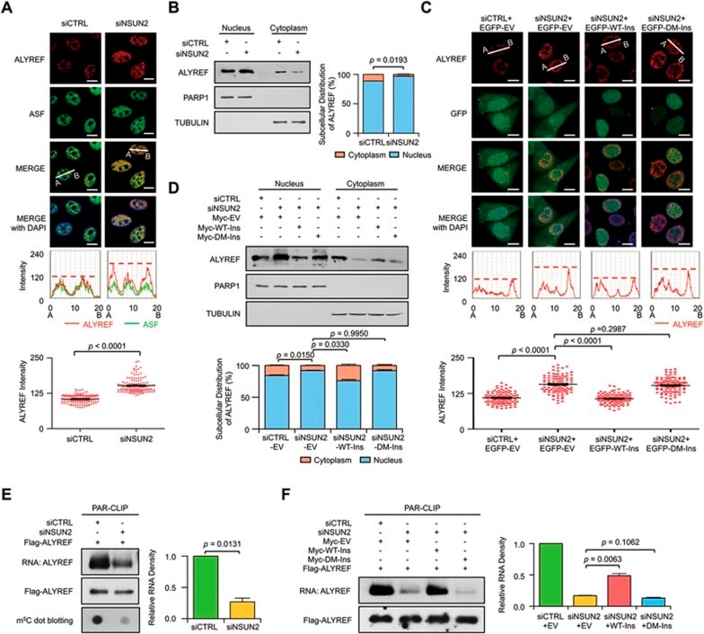 SRSF1 Antibody (32-4600)