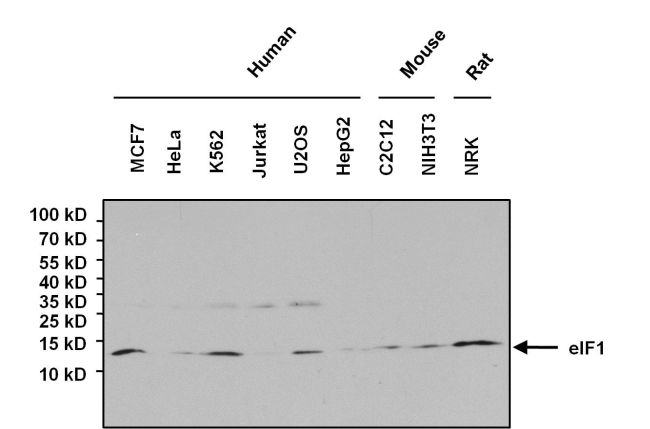 eIF1 Antibody (MA1-077)