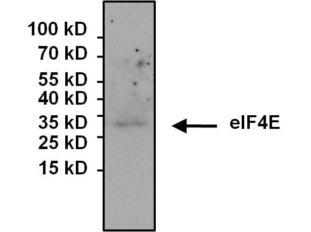 eIF4E Antibody (MA1-089)