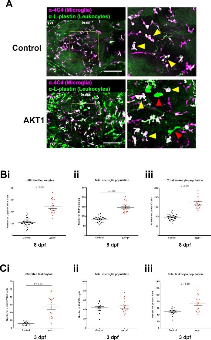 AKT1 Antibody (PA5-29169)