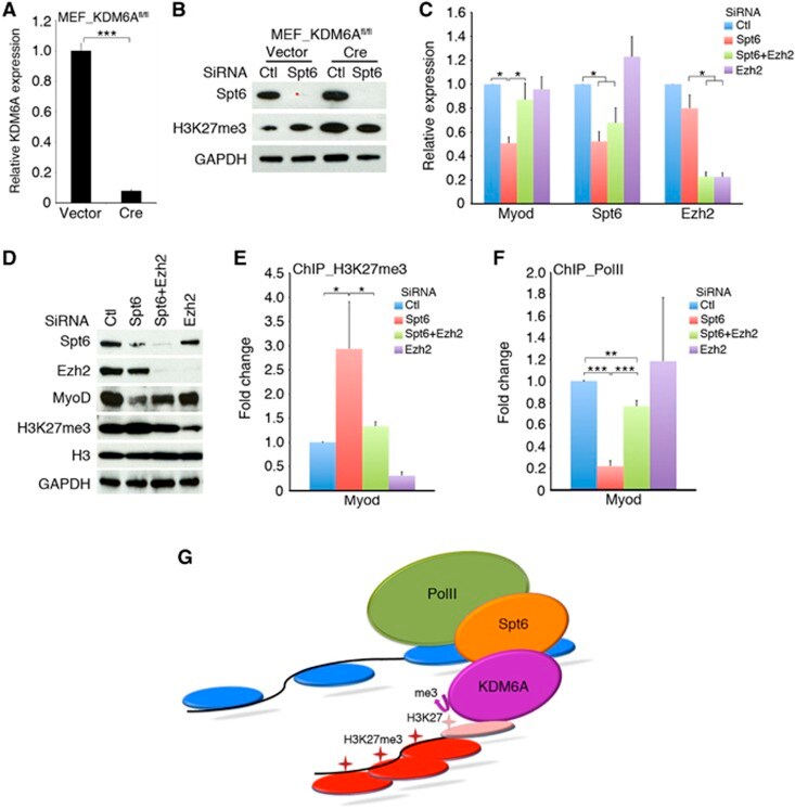 EZH2 Antibody (36-6300)