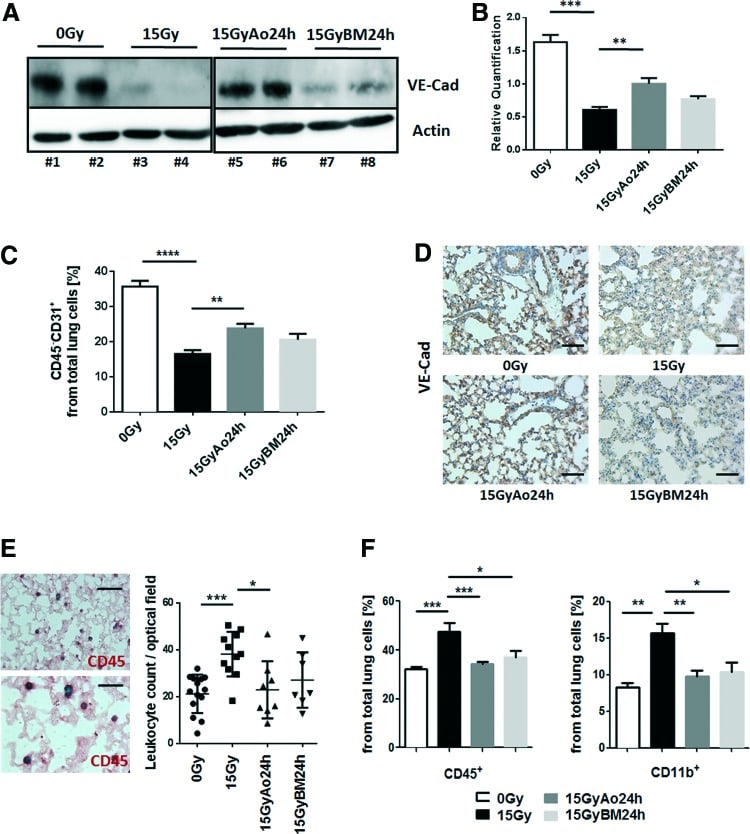 CD31 (PECAM-1) Antibody, PE (12-0311-82)