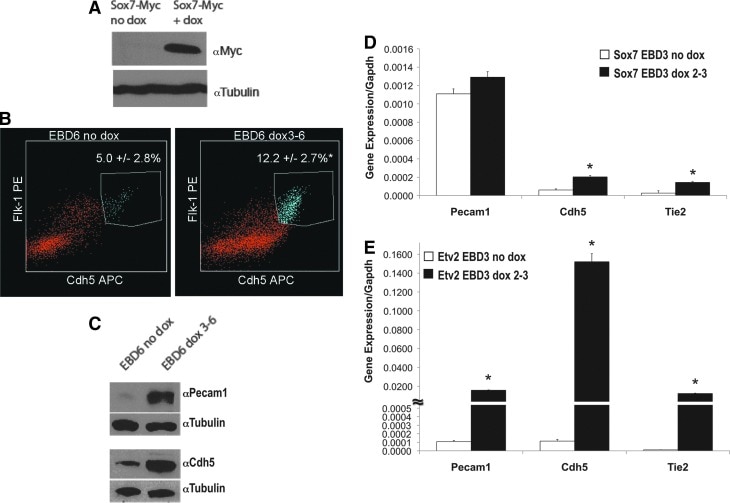 CD144 (VE-cadherin) Antibody (14-1441-82)