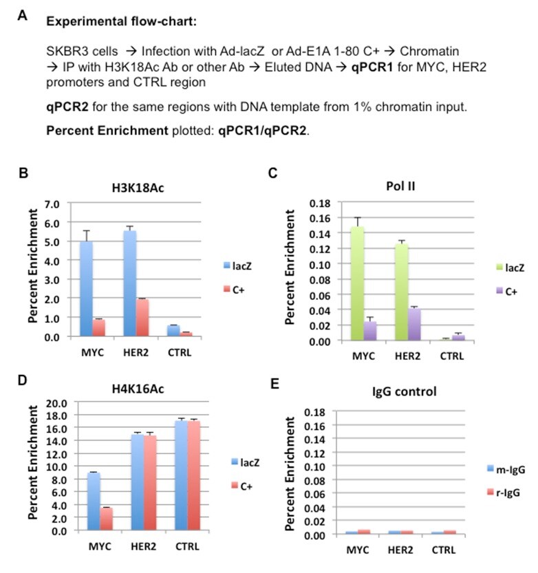 RNA pol II CTD Antibody (49-1033) RNA pol II CTD Antibody (49-1033)