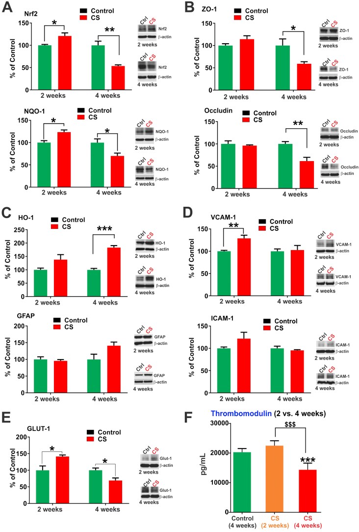 Occludin Antibody (33-1500)