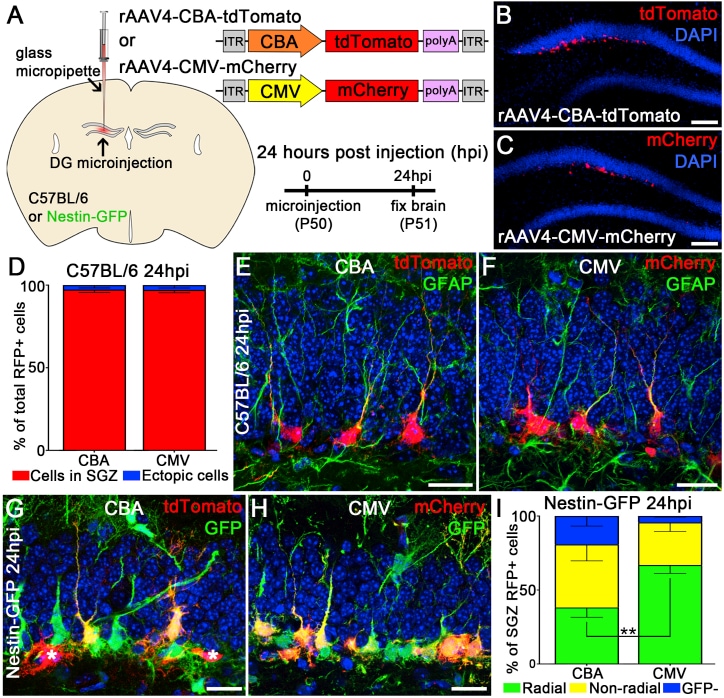 mCherry Antibody (M11217)